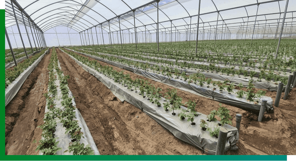 Amiran Kenya | Greenhouses and Tunnels