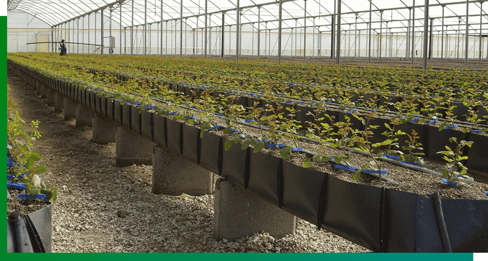 Amiran Kenya | Greenhouses and Tunnels