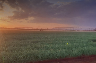 Our Story - Amiran Kenya