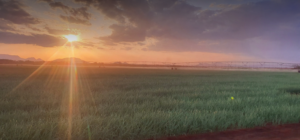 Our Story - Amiran Kenya