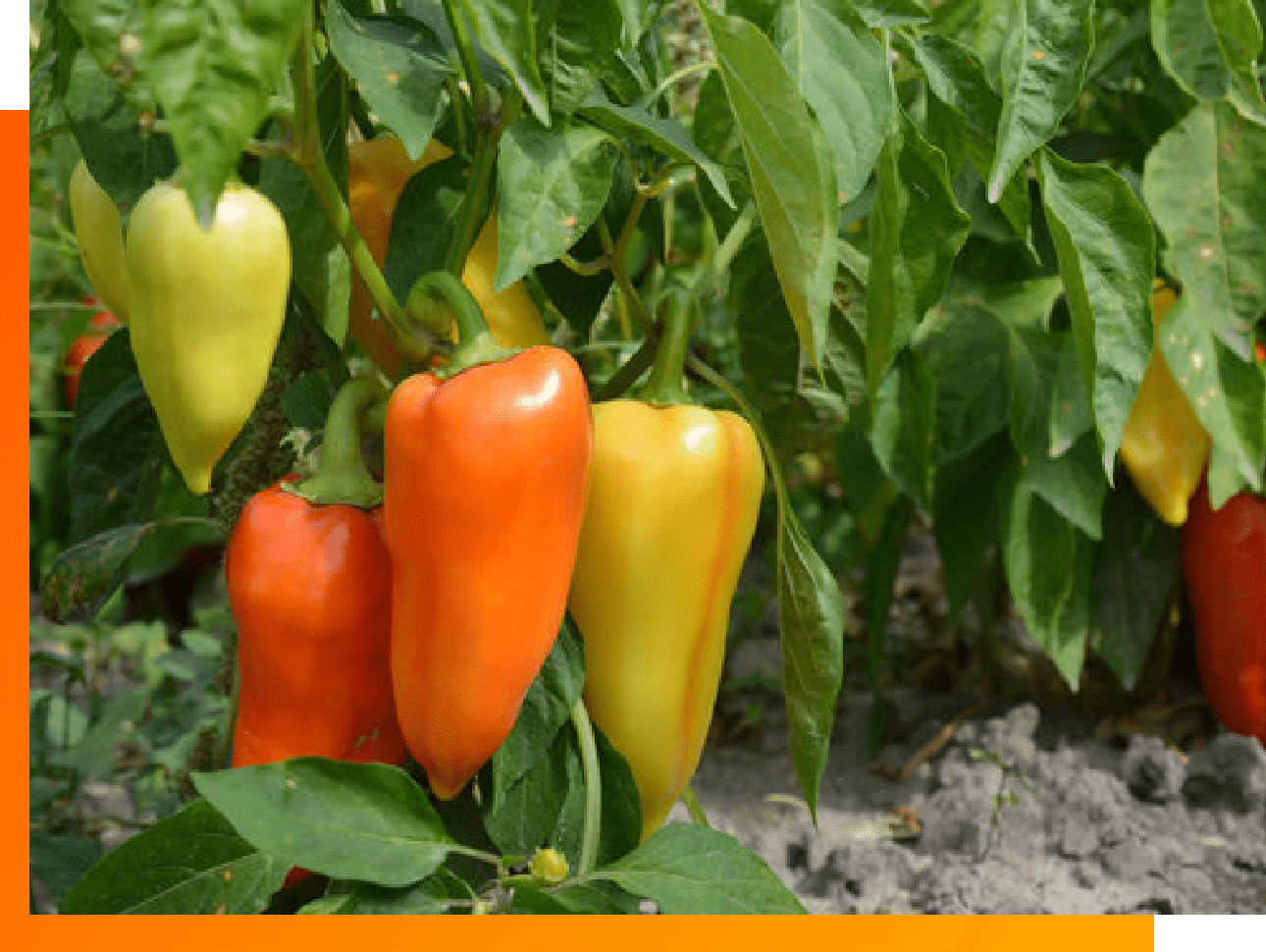 Seeds - Dizengoff Ghana