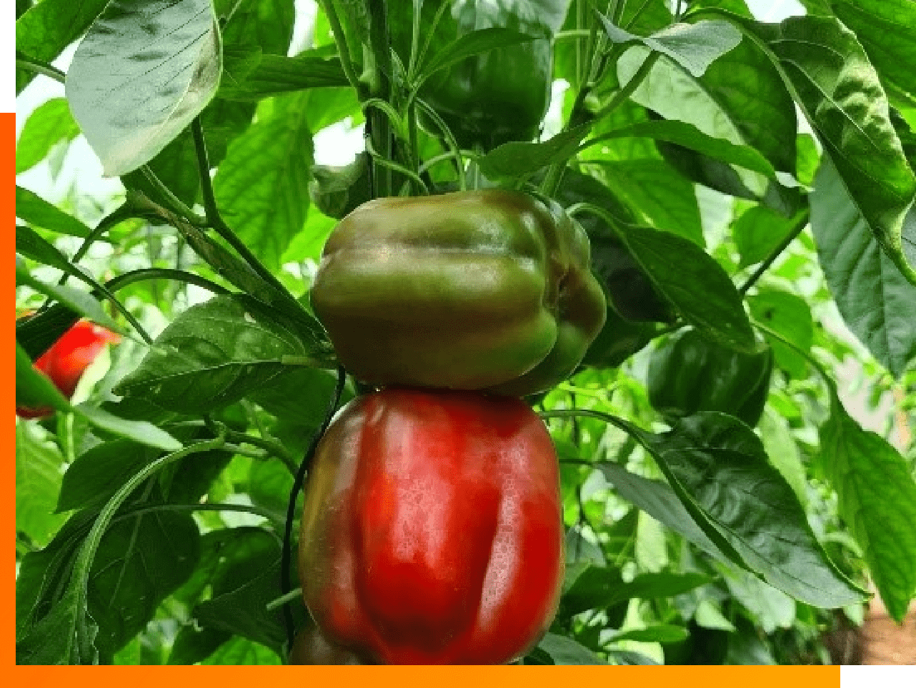 Seeds - Dizengoff Ghana