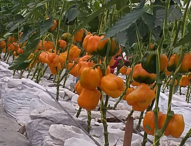 Seeds - Dizengoff Ghana