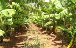 Our Story - Dizengoff Ghana