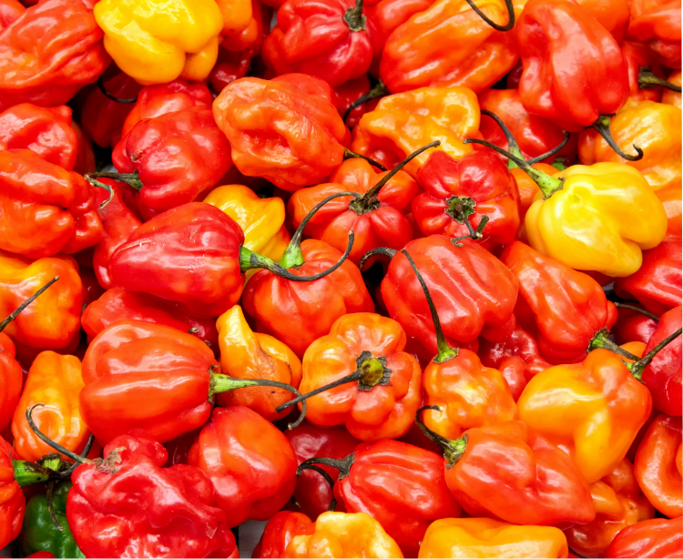 Dizengoff Nigeria | Seeds | Agrochemicals | Fertilizers | Greenhouses ...