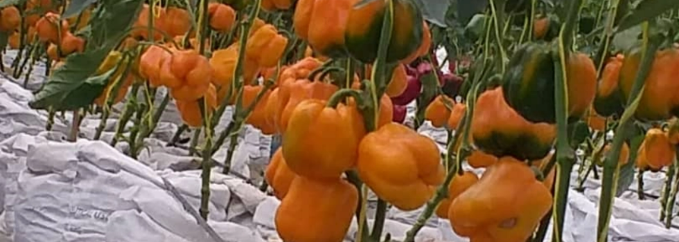 Seeds - Balton Rwanda