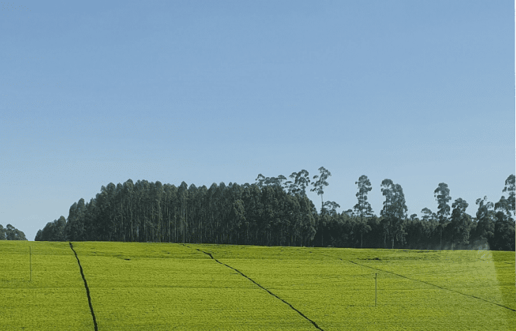 Balton Uganda | Vegetable Seeds | Agrochemicals | Fertilizers ...